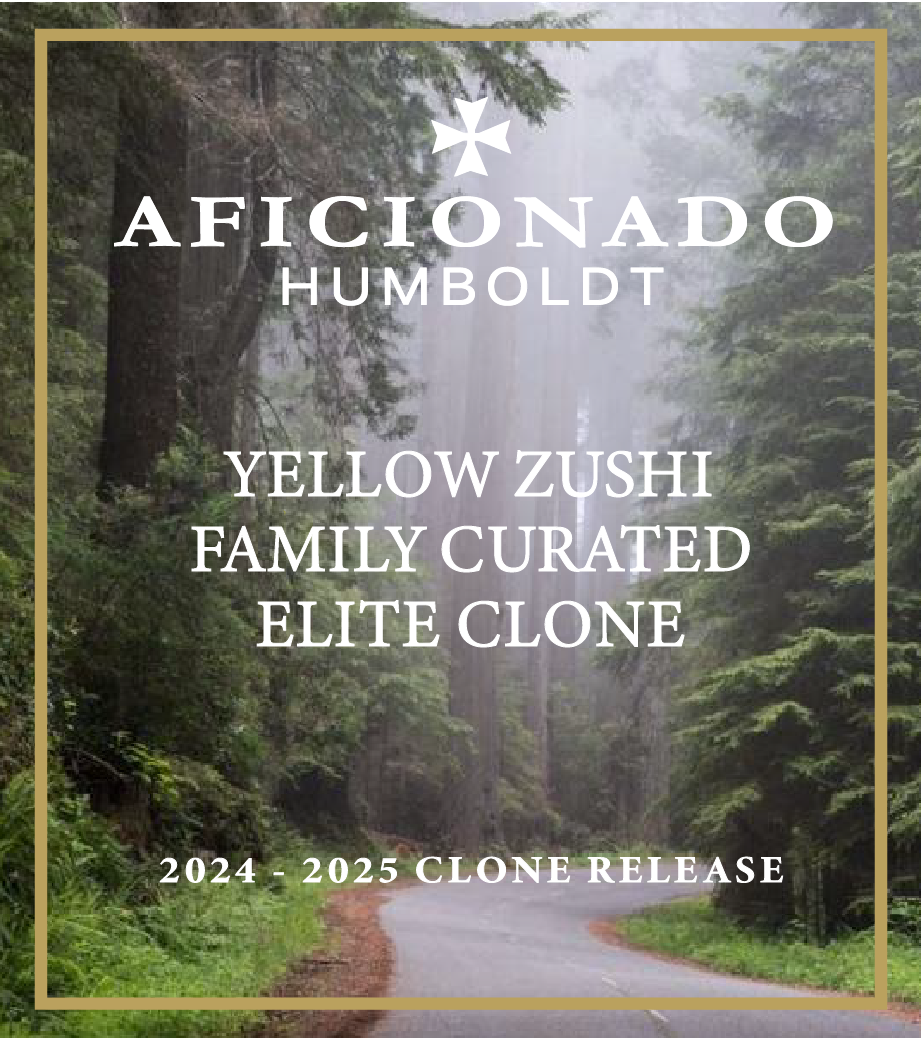 YELLOW ZUSHI – Aficionado Store