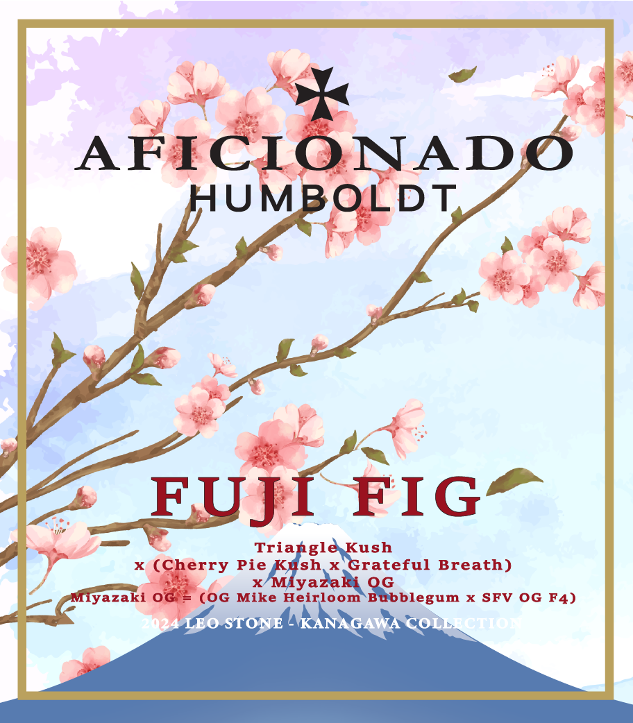FUJI FIG – Aficionado Store