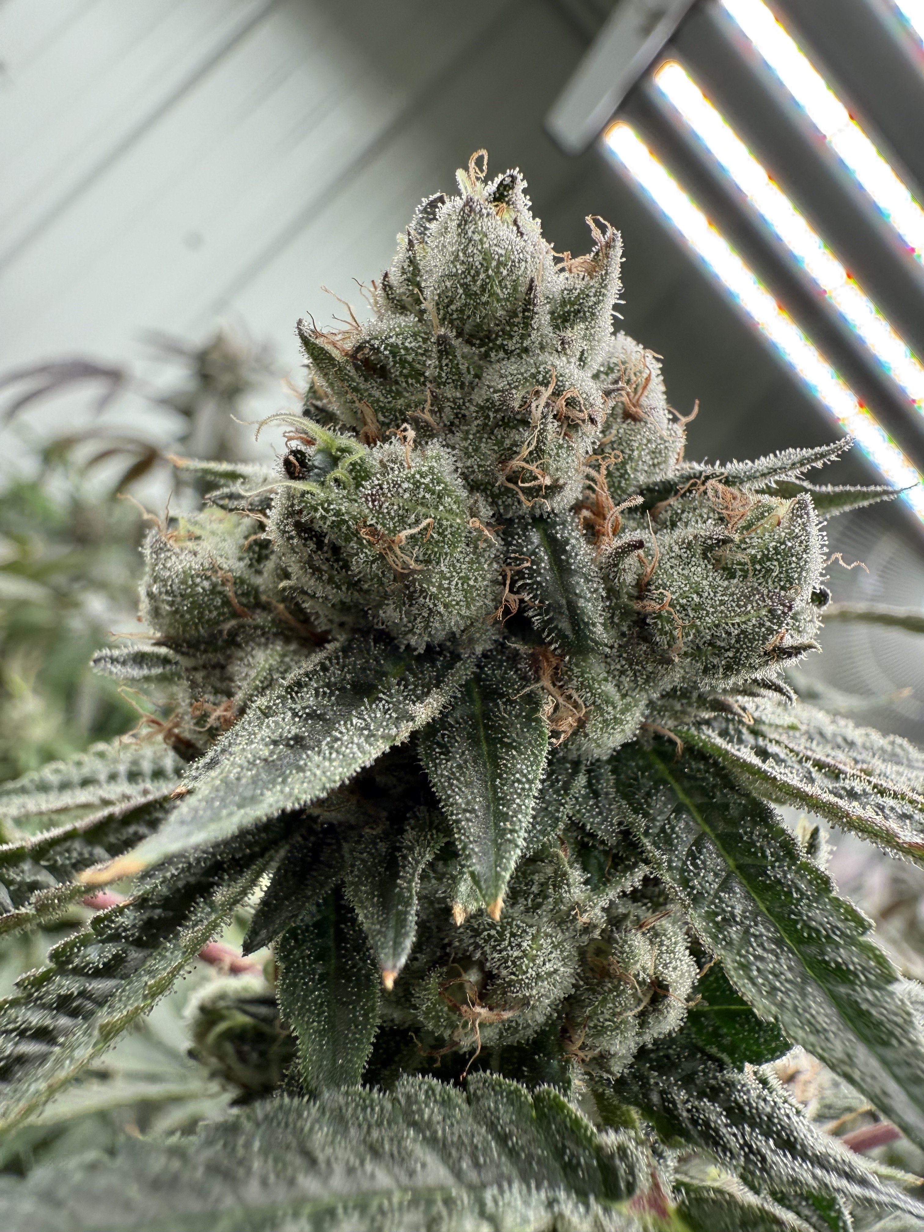 TAMPLA FLORIDA CRIPPY – Aficionado Store